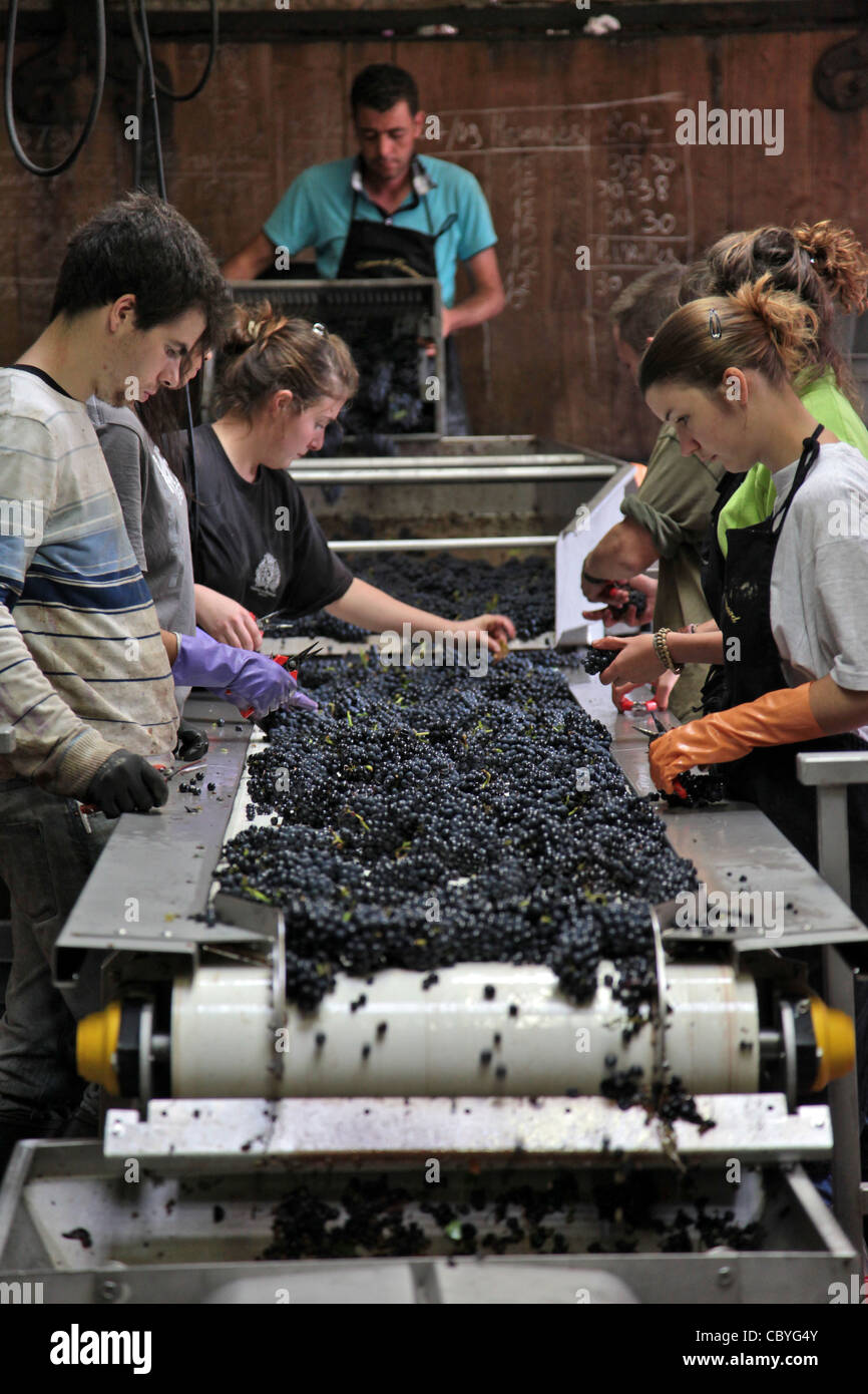 Grape reception harvest pinot noir hi-res stock photography and images - Alamy