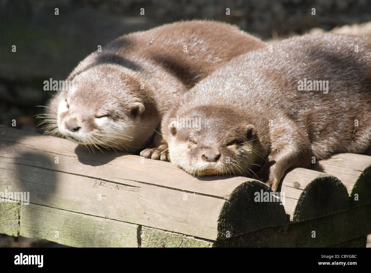 2 otters in the Otter sanctuary in Launceston Stock Photo - Alamy
