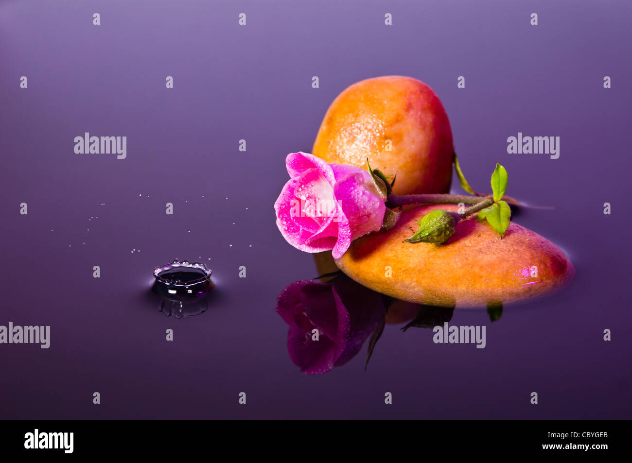 Pink Rose - Water Splash-04852 Stock Photo - Alamy
