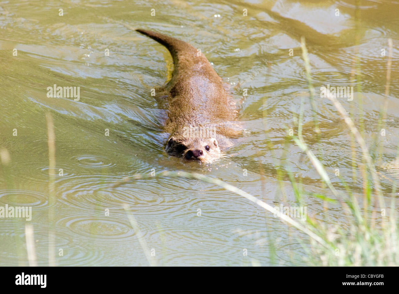 Otter in stream hi-res stock photography and images - Alamy