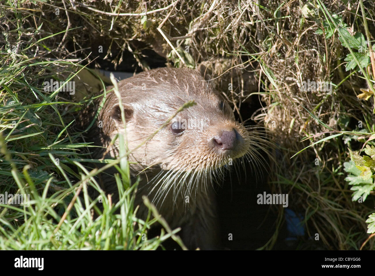 Otter in the stream Stock Photo - Alamy