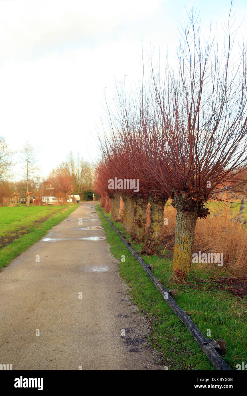 France pollarded trees french hi-res stock photography and images - Alamy
