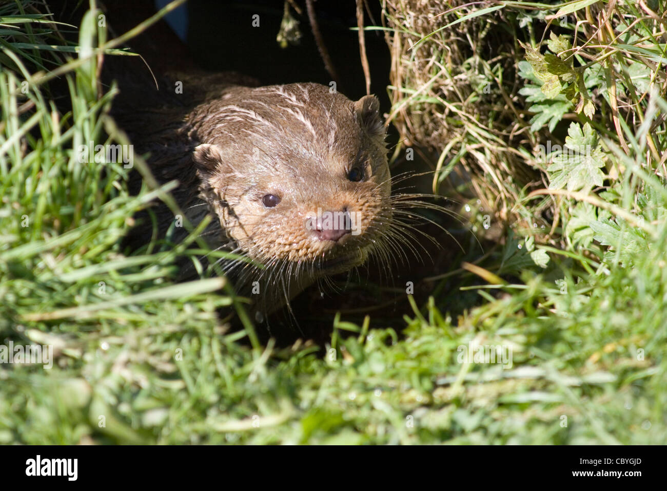 Otter in the stream Stock Photo - Alamy