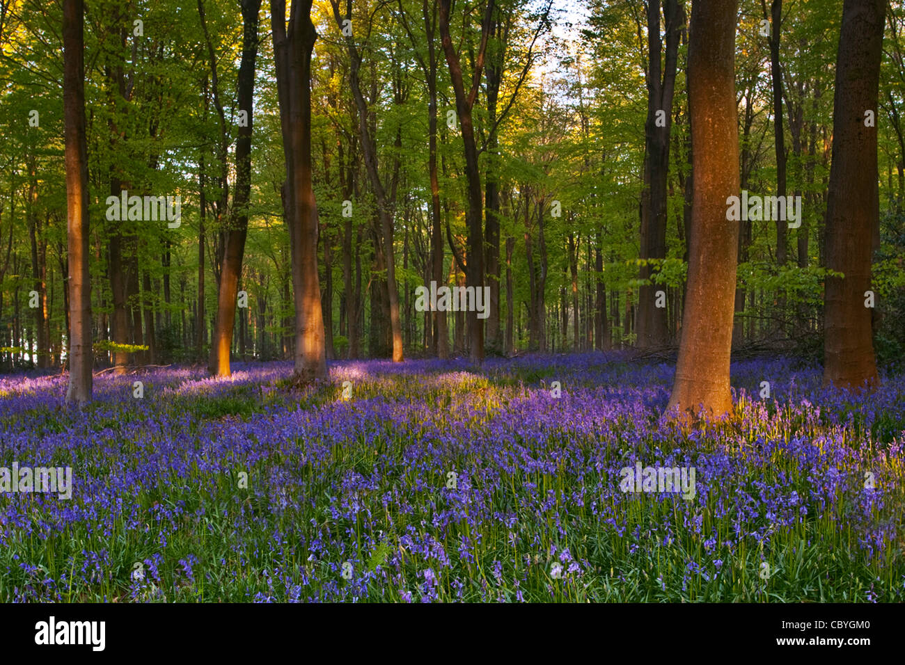 Bluebells growing in woodland captured early Spring morning in ...