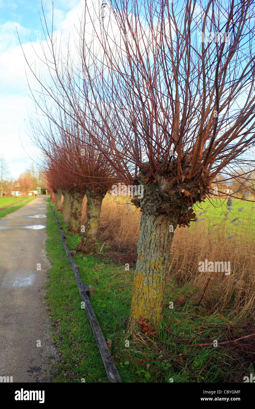 France pollarded trees french hi-res stock photography and images - Alamy