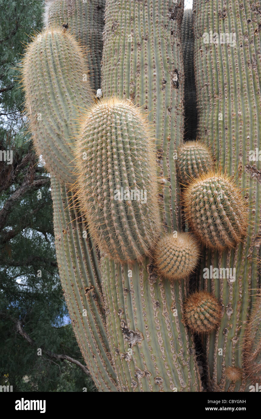 Group of cactus Stock Photo - Alamy