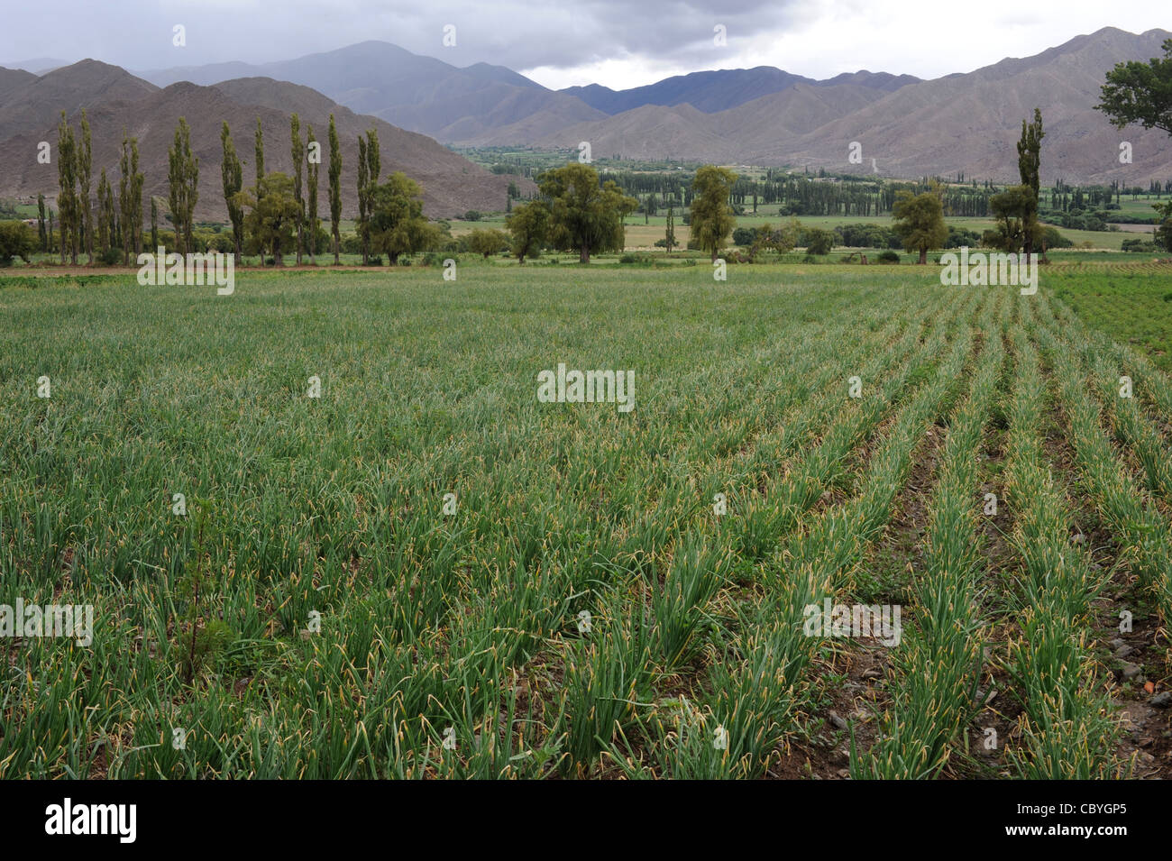 Fields with plantation on Argentina andes Stock Photo - Alamy