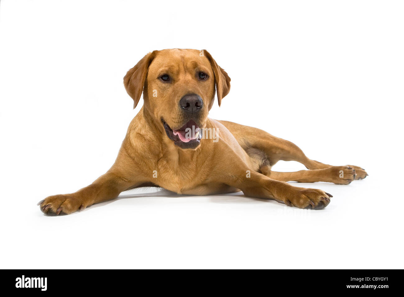 Golden Labrador in the studio Stock Photo - Alamy