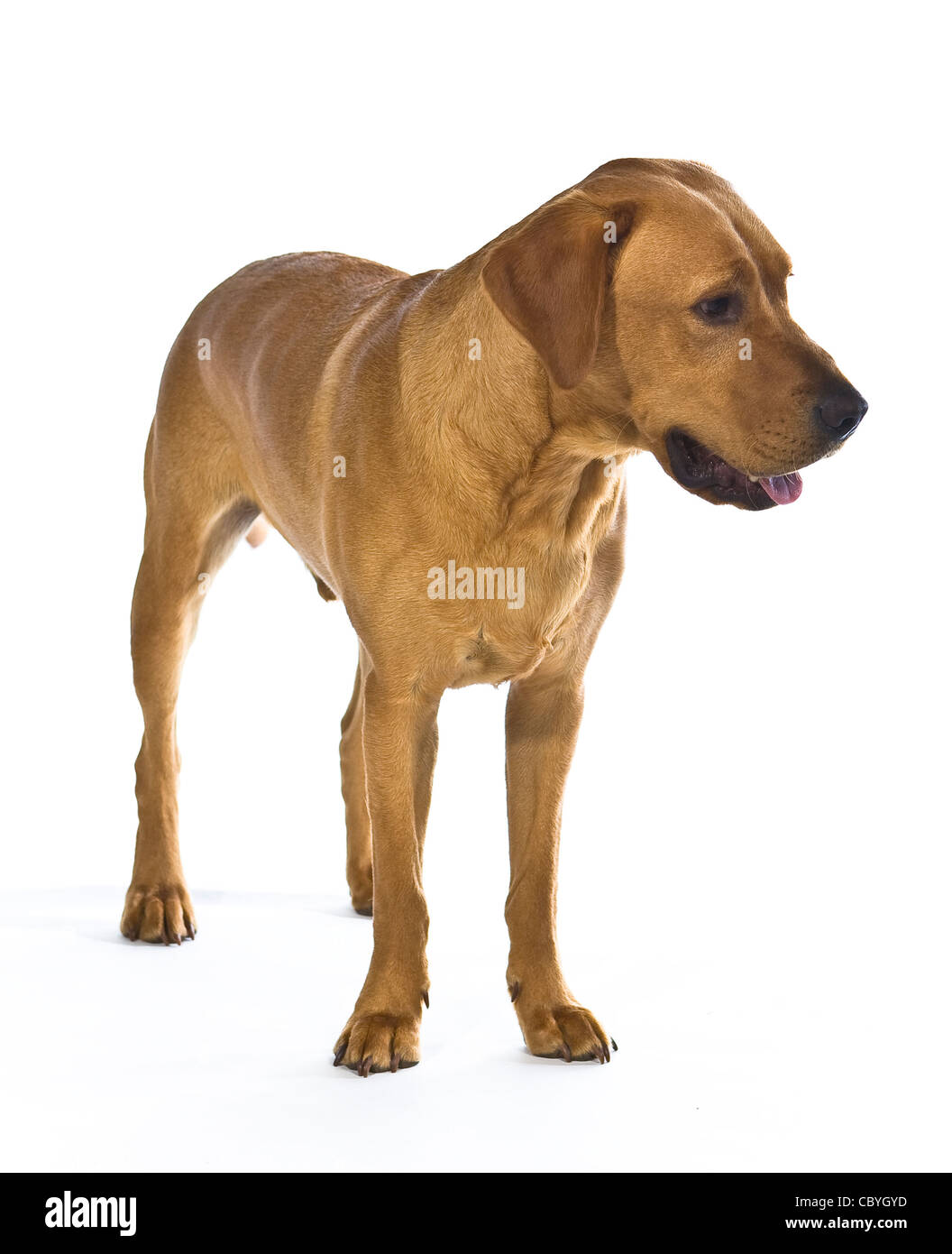 Golden Labrador in the studio Stock Photo - Alamy
