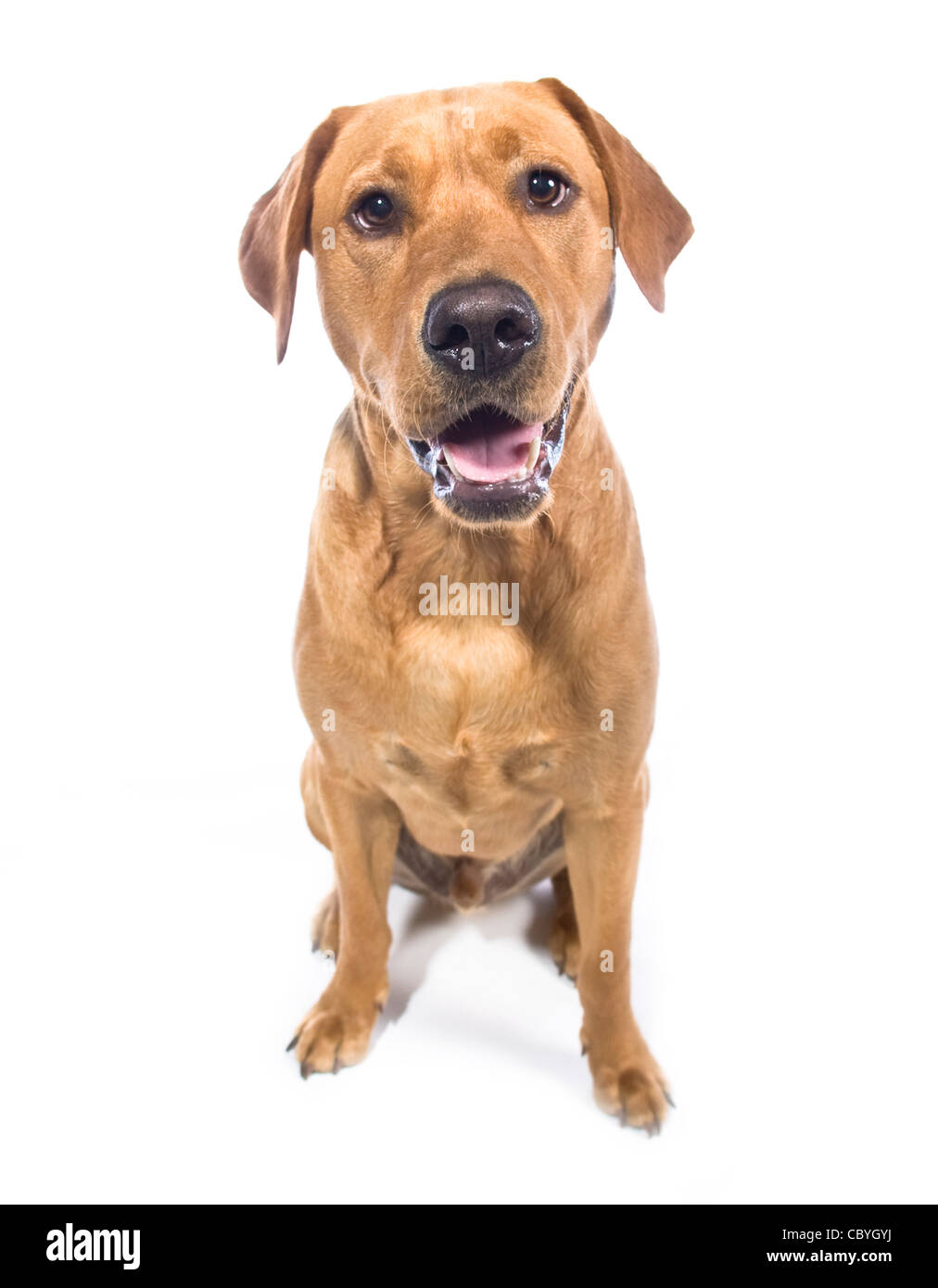 Golden labrador Cut Out Stock Images & Pictures - Alamy