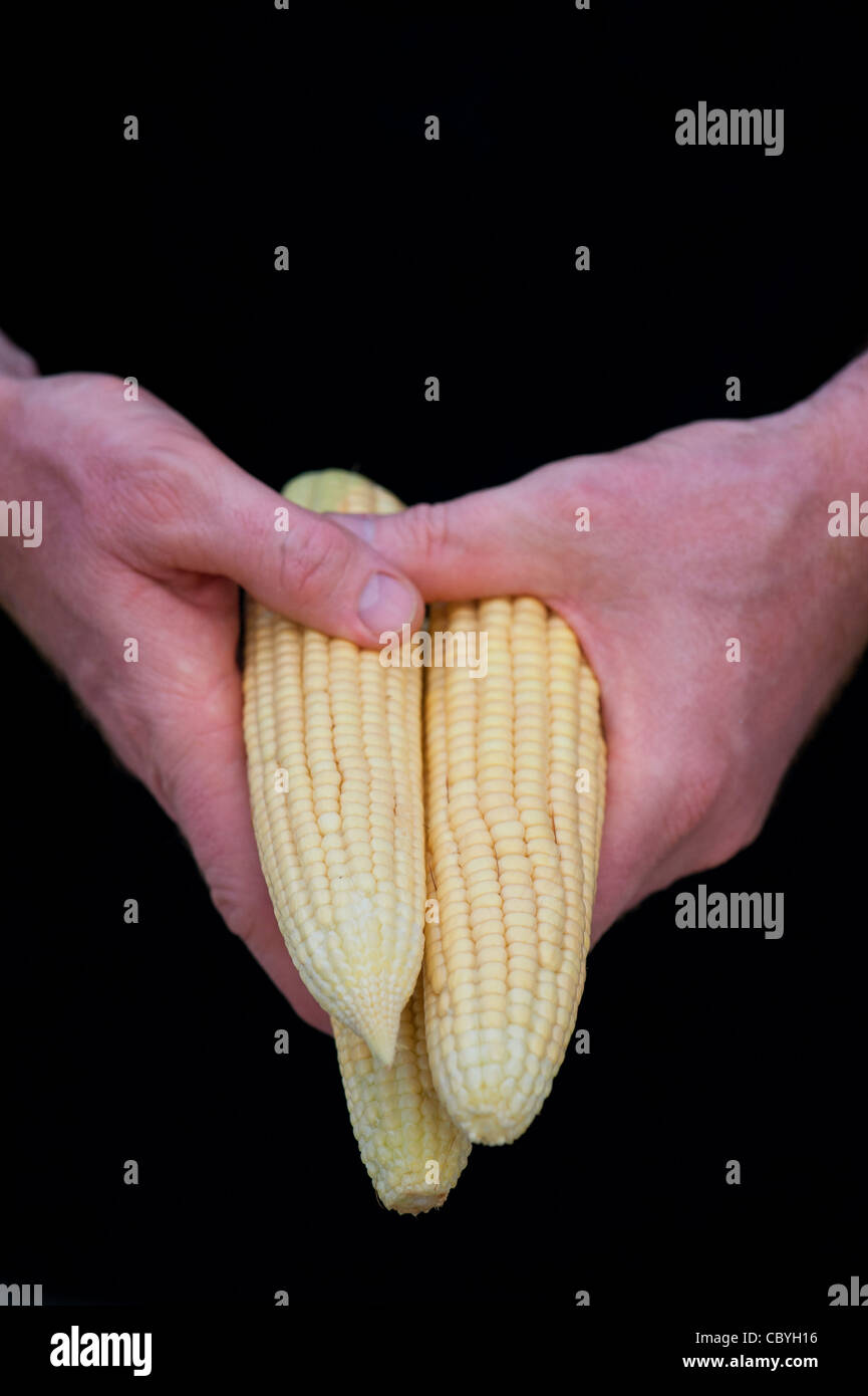Mans hand holding Sweetcorn cobs. Corn on the cob. Maize. India Stock ...