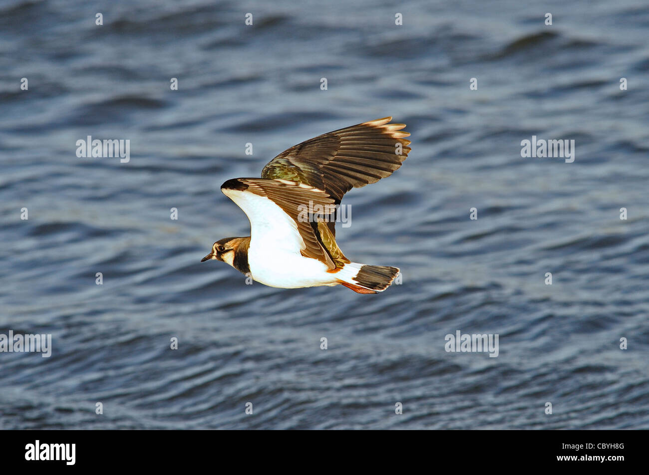 Lapwing peewit bird hi-res stock photography and images - Alamy