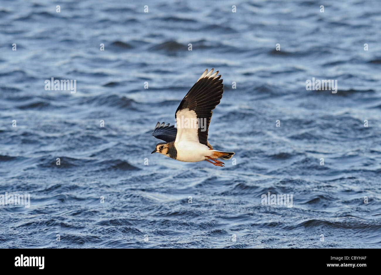 Lapwing peewit bird hi-res stock photography and images - Alamy
