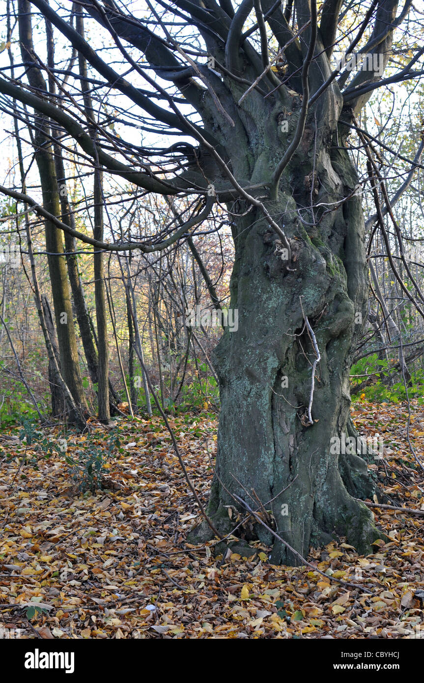 A very special tree in autumn Stock Photo - Alamy