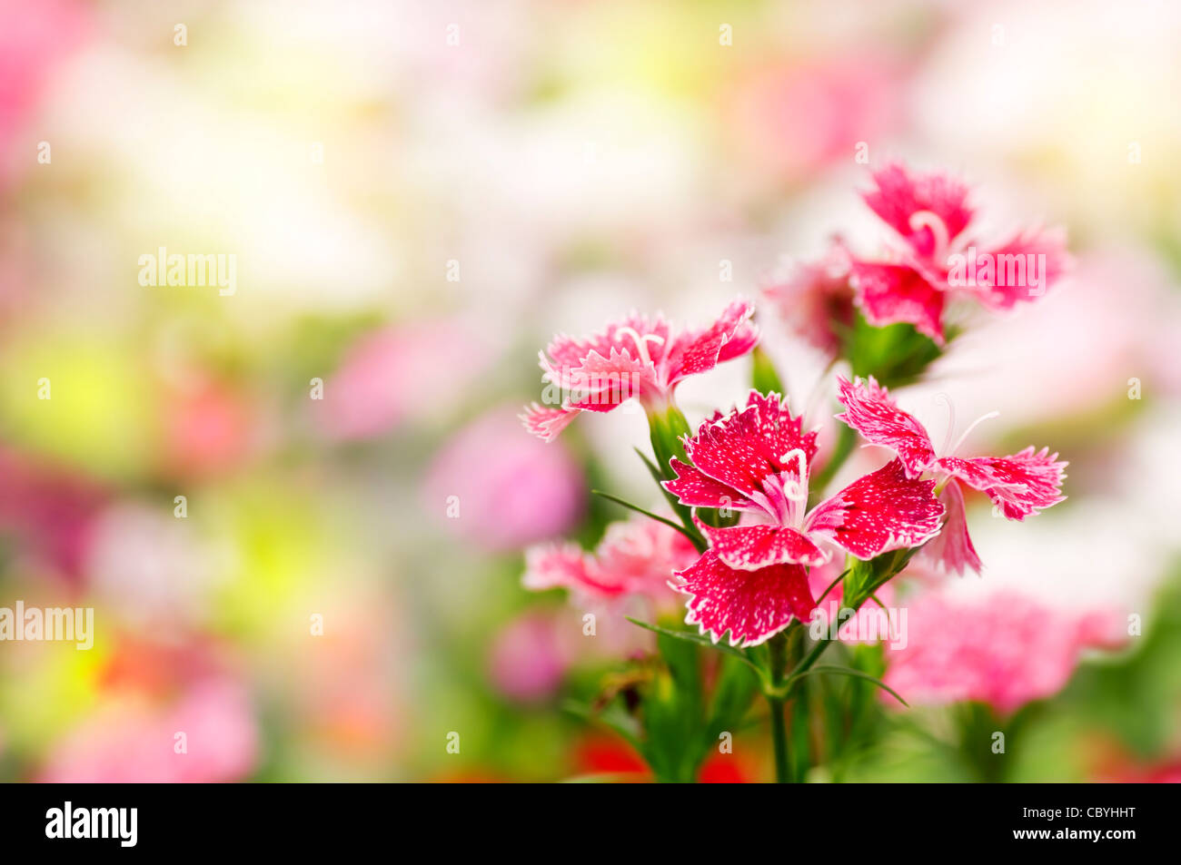 Dianthus chinensis (China Pink) is a species of Dianthus native to ...