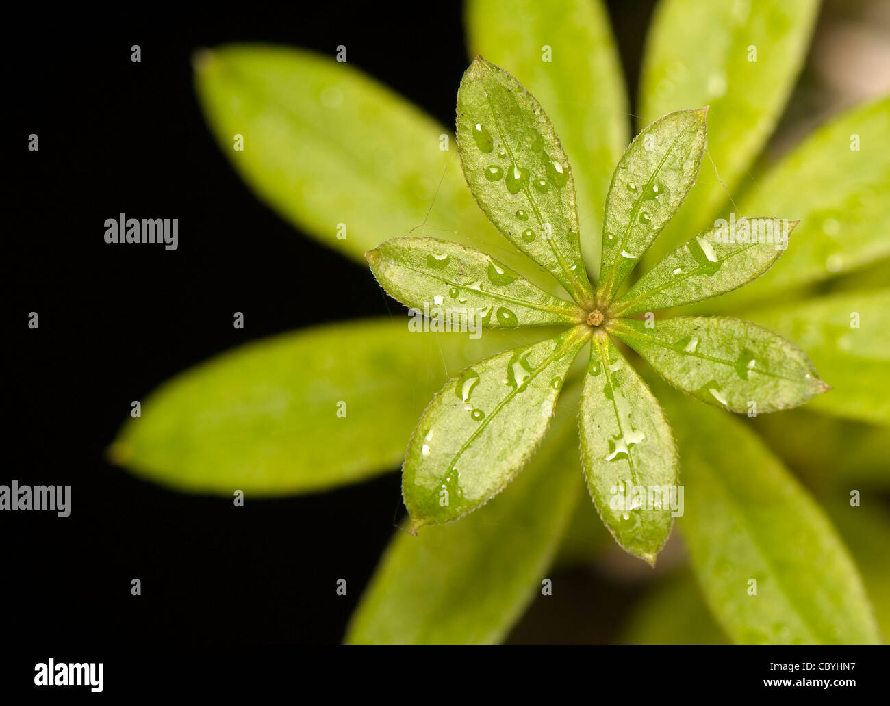 Woodruff flavor hi-res stock photography and images - Alamy