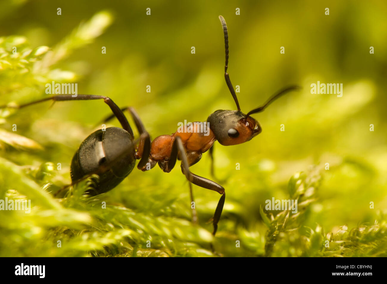 Ant head isolated hi-res stock photography and images - Alamy
