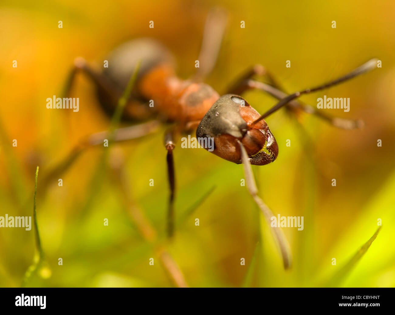 Formica rufa hi-res stock photography and images - Alamy