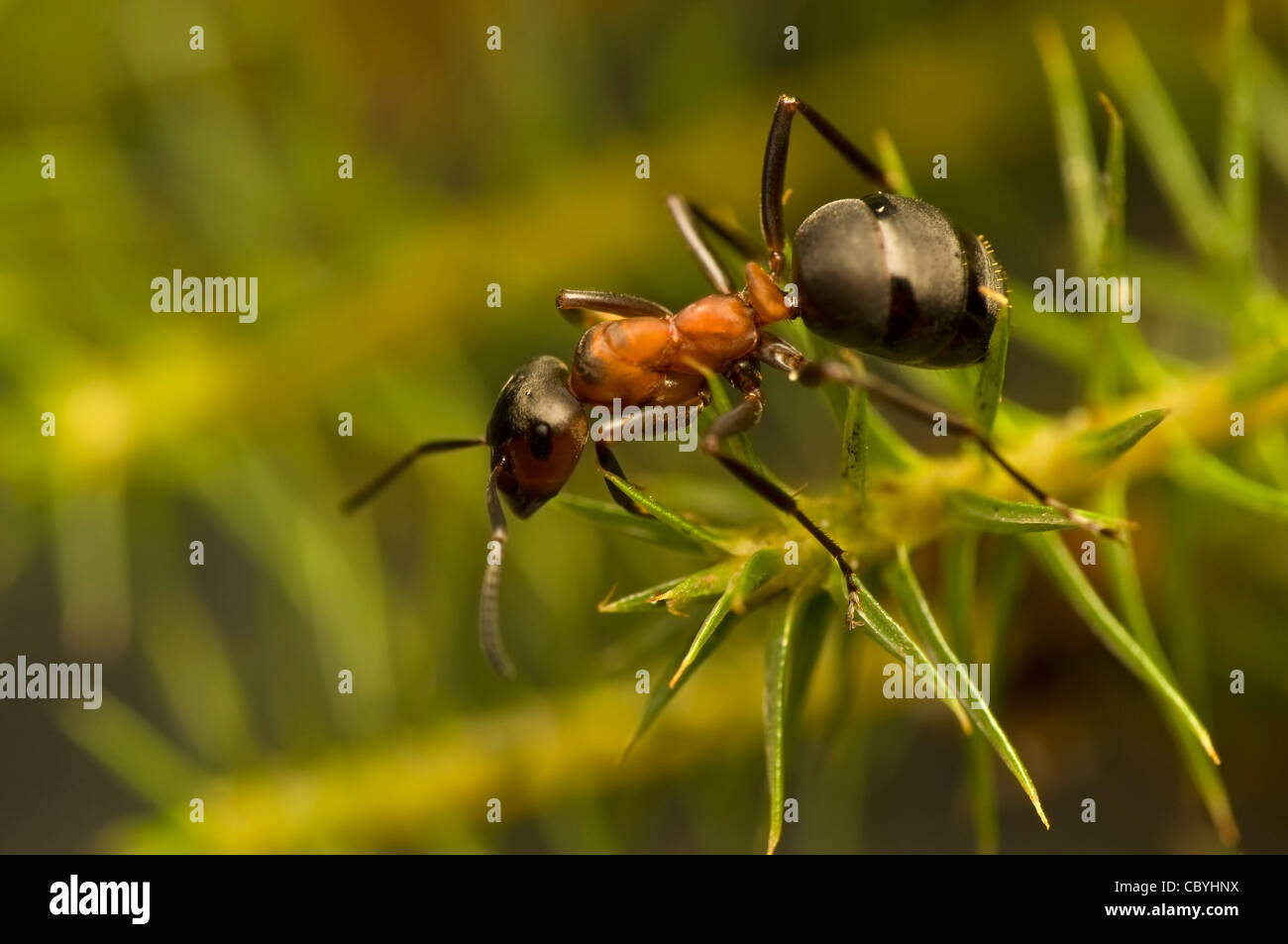 Ant head isolated hi-res stock photography and images - Alamy