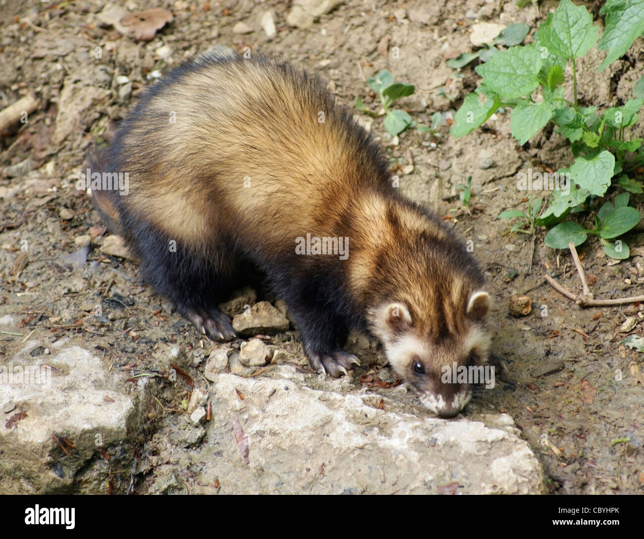 Ferret showing hi-res stock photography and images - Alamy