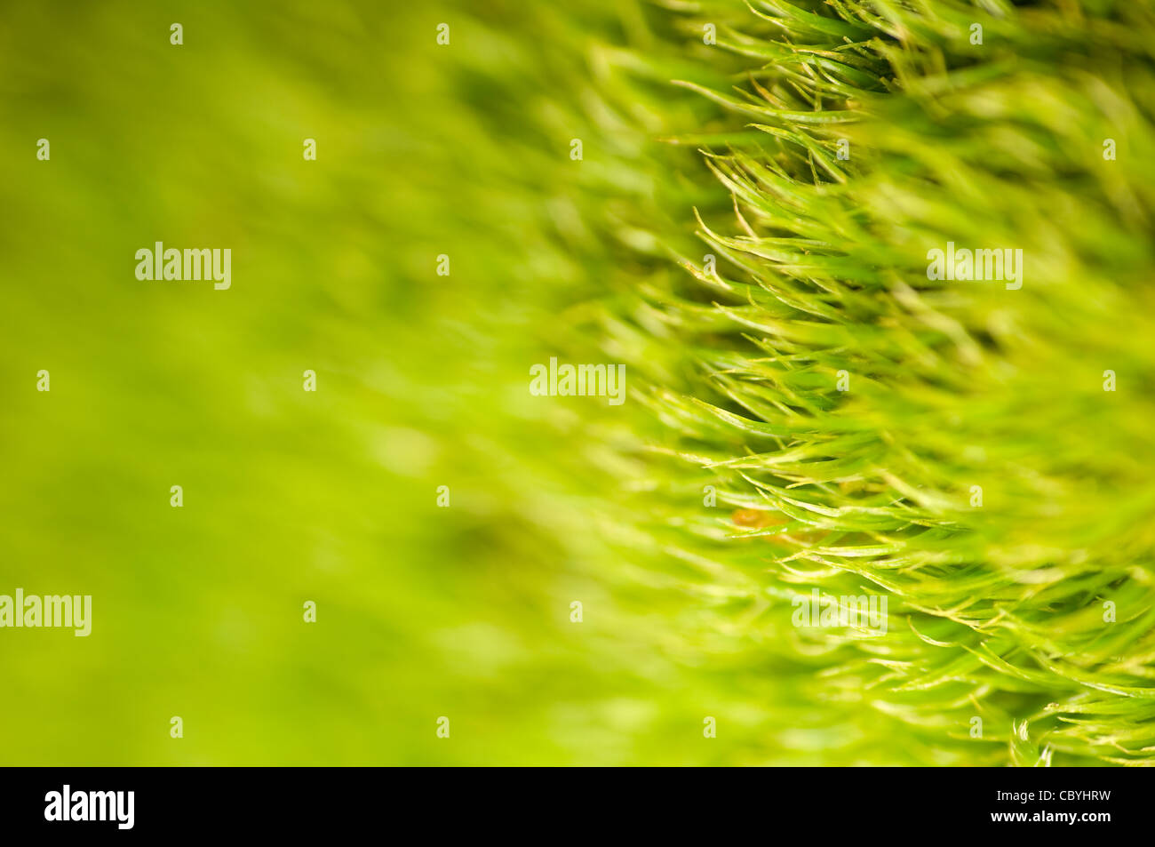 Dicranella plant hi-res stock photography and images - Alamy