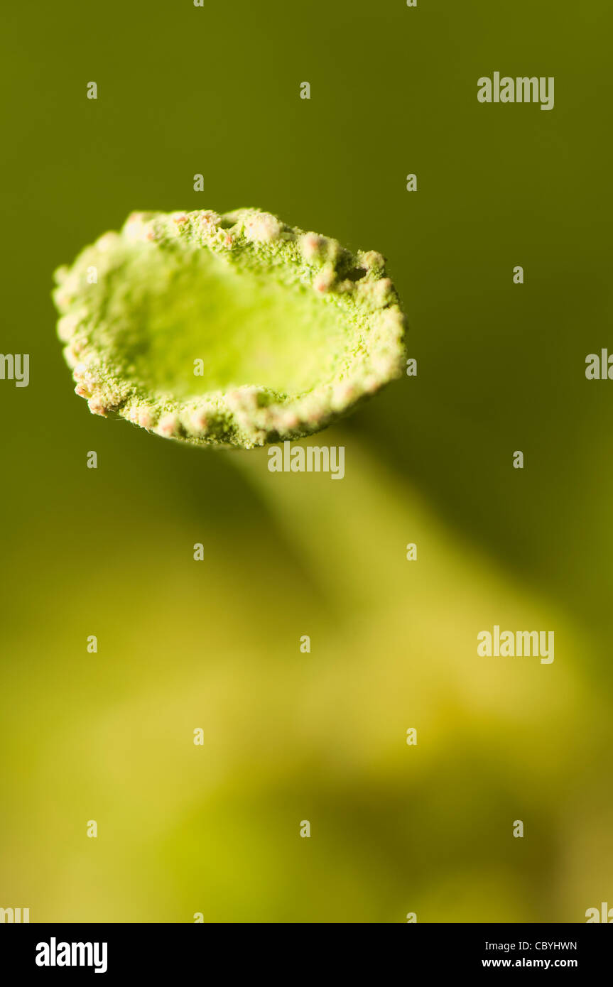 growth of sward Stock Photo - Alamy