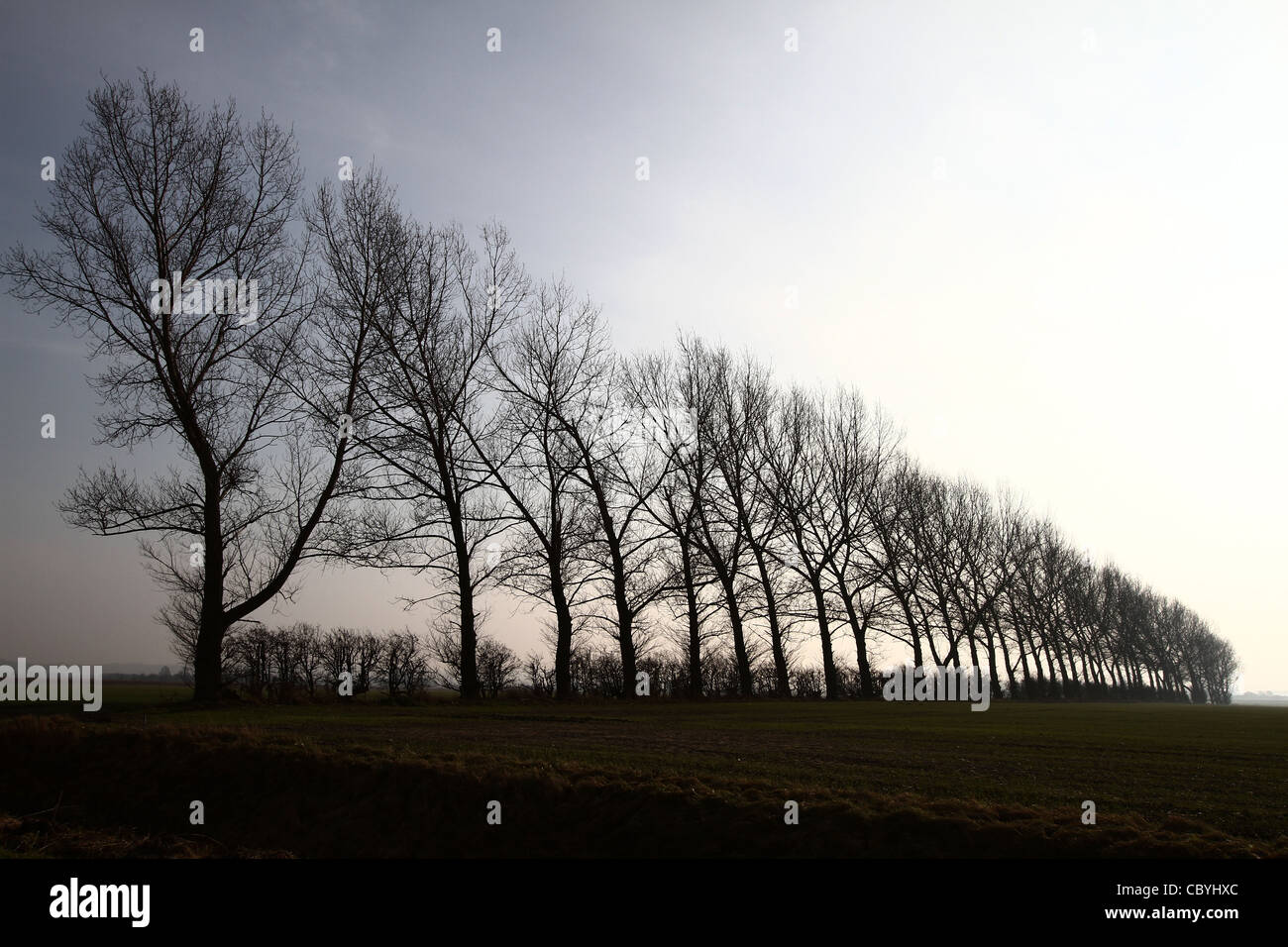 Landscape trees in the distance, line of trees in a field, perspective ...