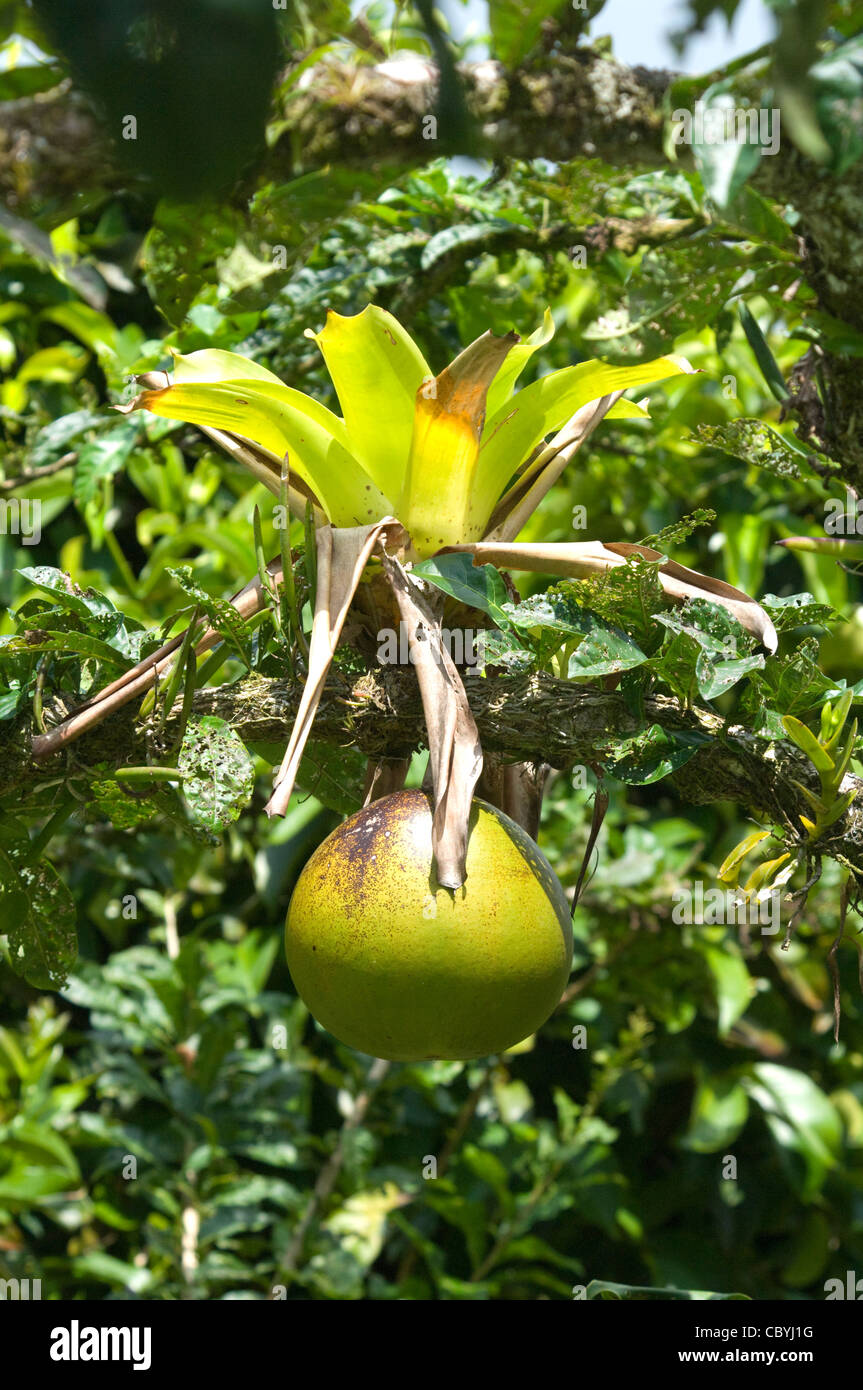 Calabash plant hi-res stock photography and images - Alamy