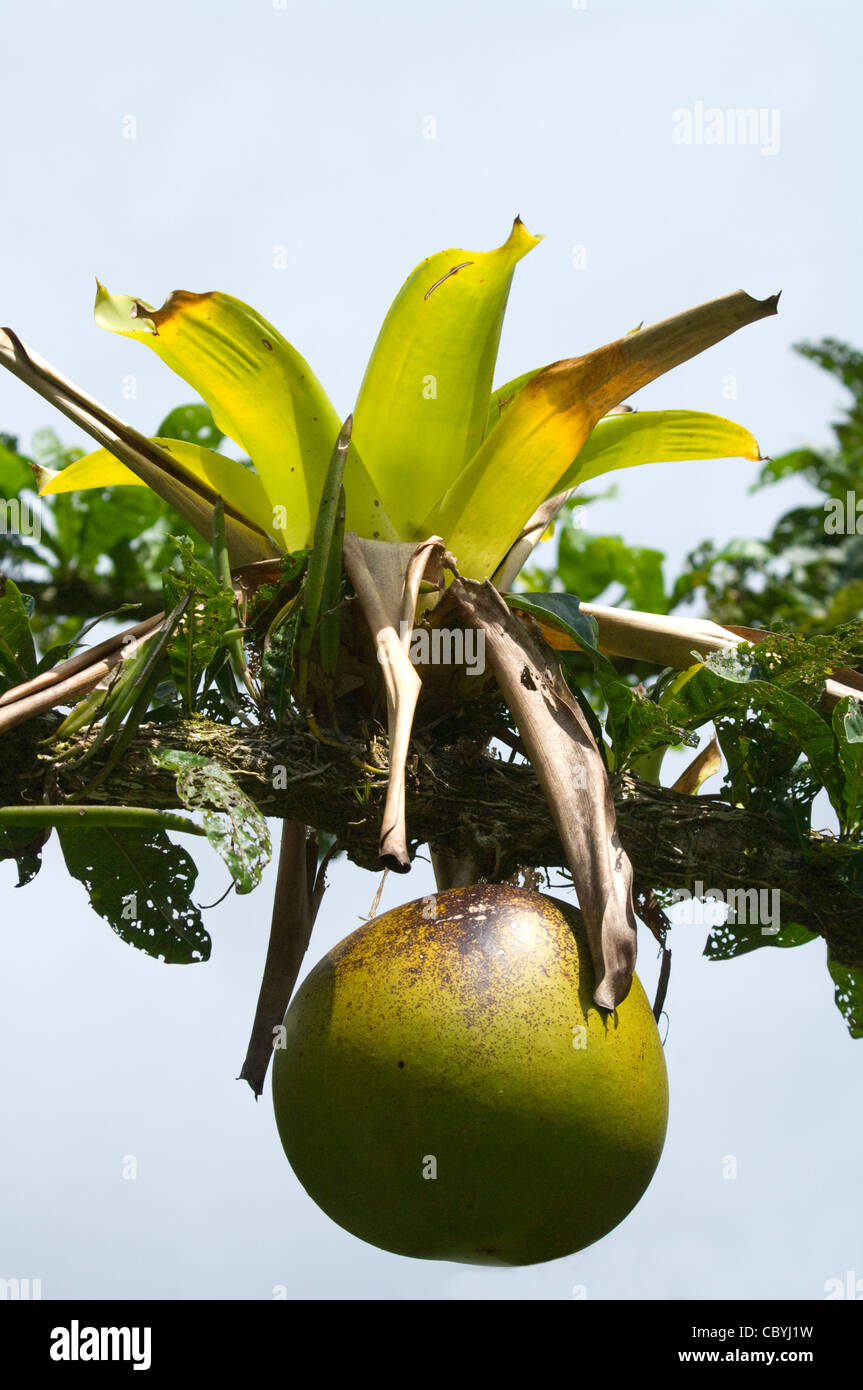 Calabash plant hi-res stock photography and images - Alamy