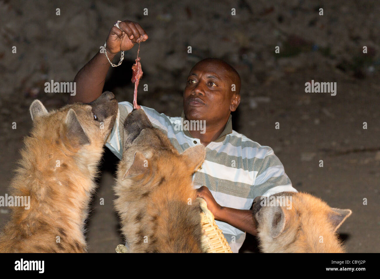 The Hyena man feeding wild hyenas outside Harar in eastern Ethiopia ...