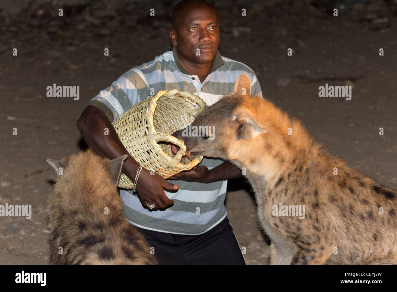 The Hyena man feeding wild hyenas outside Harar in eastern Ethiopia ...