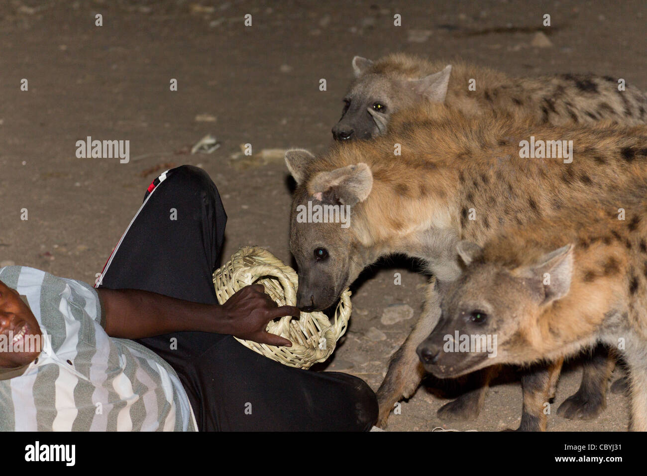 The Hyena man feeding wild hyenas outside Harar in eastern Ethiopia ...
