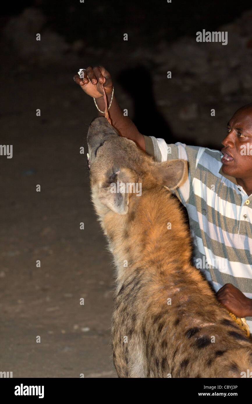 The Hyena man feeding wild hyenas outside Harar in eastern Ethiopia ...