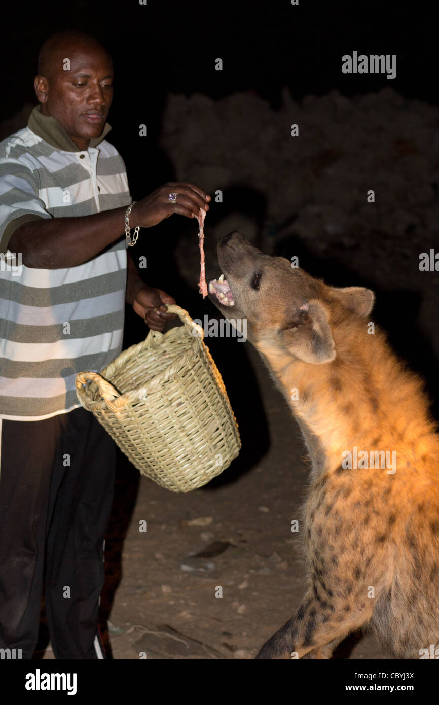 The Hyena man feeding wild hyenas outside Harar in eastern Ethiopia ...