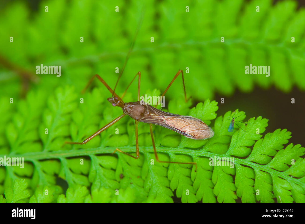 Stilt bug hi-res stock photography and images - Alamy