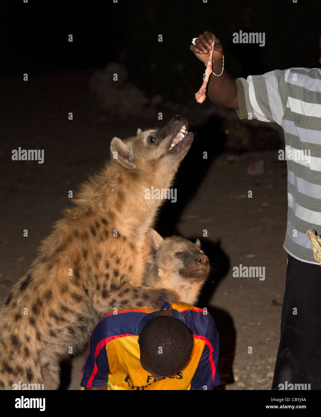 The Hyena man feeding wild hyenas outside Harar in eastern Ethiopia ...