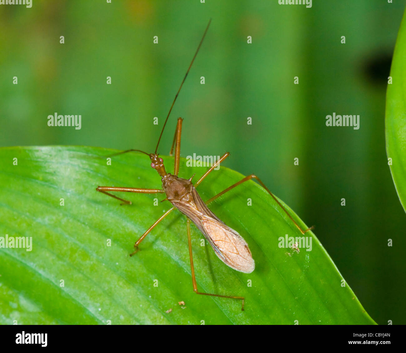 Stilt bugs hi-res stock photography and images - Alamy