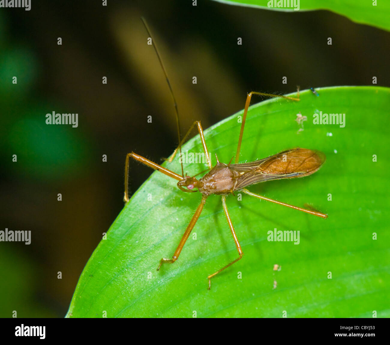 Stilt bugs hi-res stock photography and images - Alamy