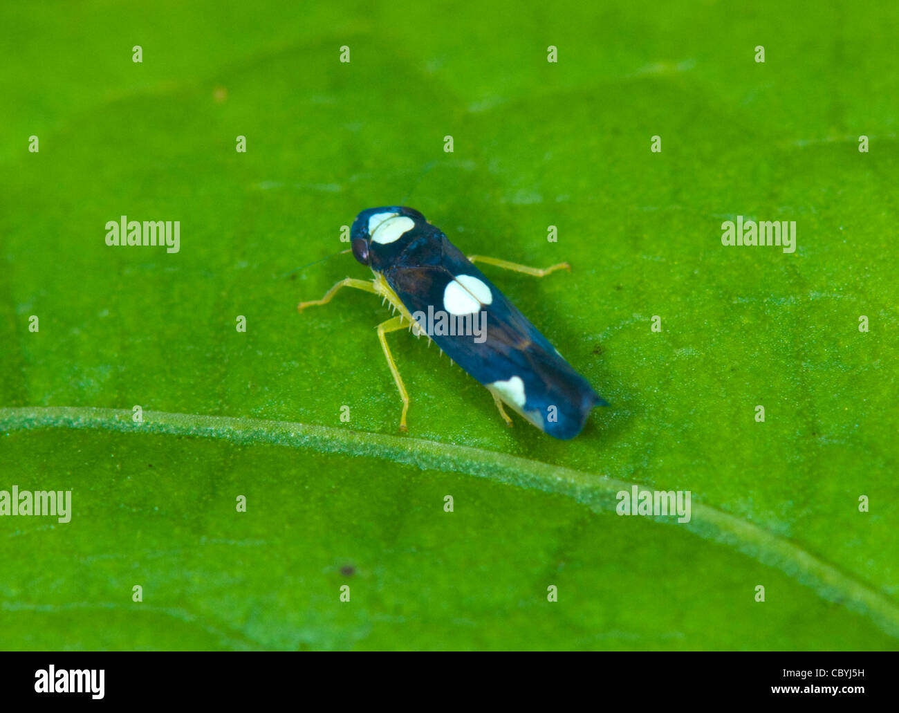 Leafhopper insect hi-res stock photography and images - Alamy
