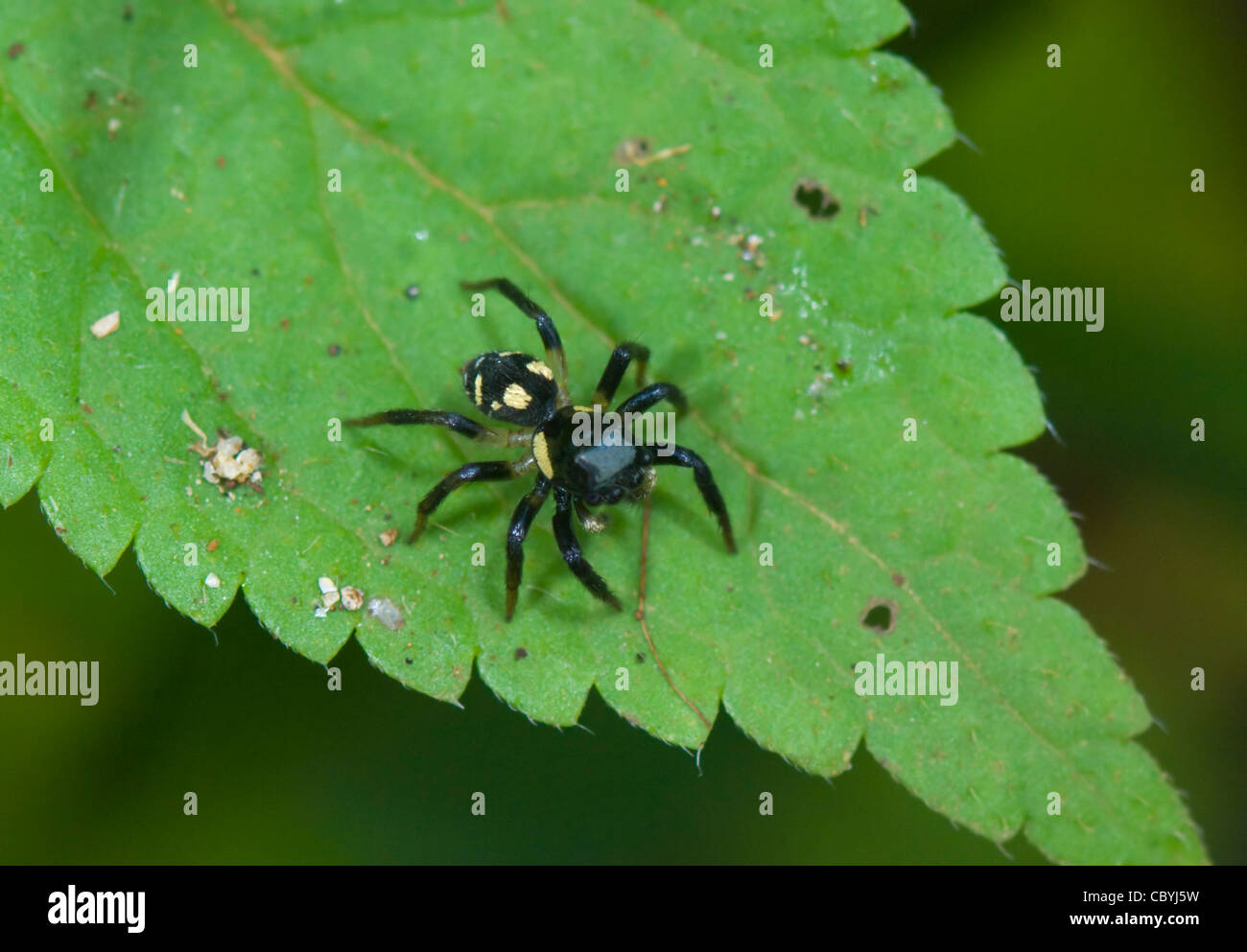 Black and Yellow Spider San Vito Costa Rica Stock Photo - Alamy