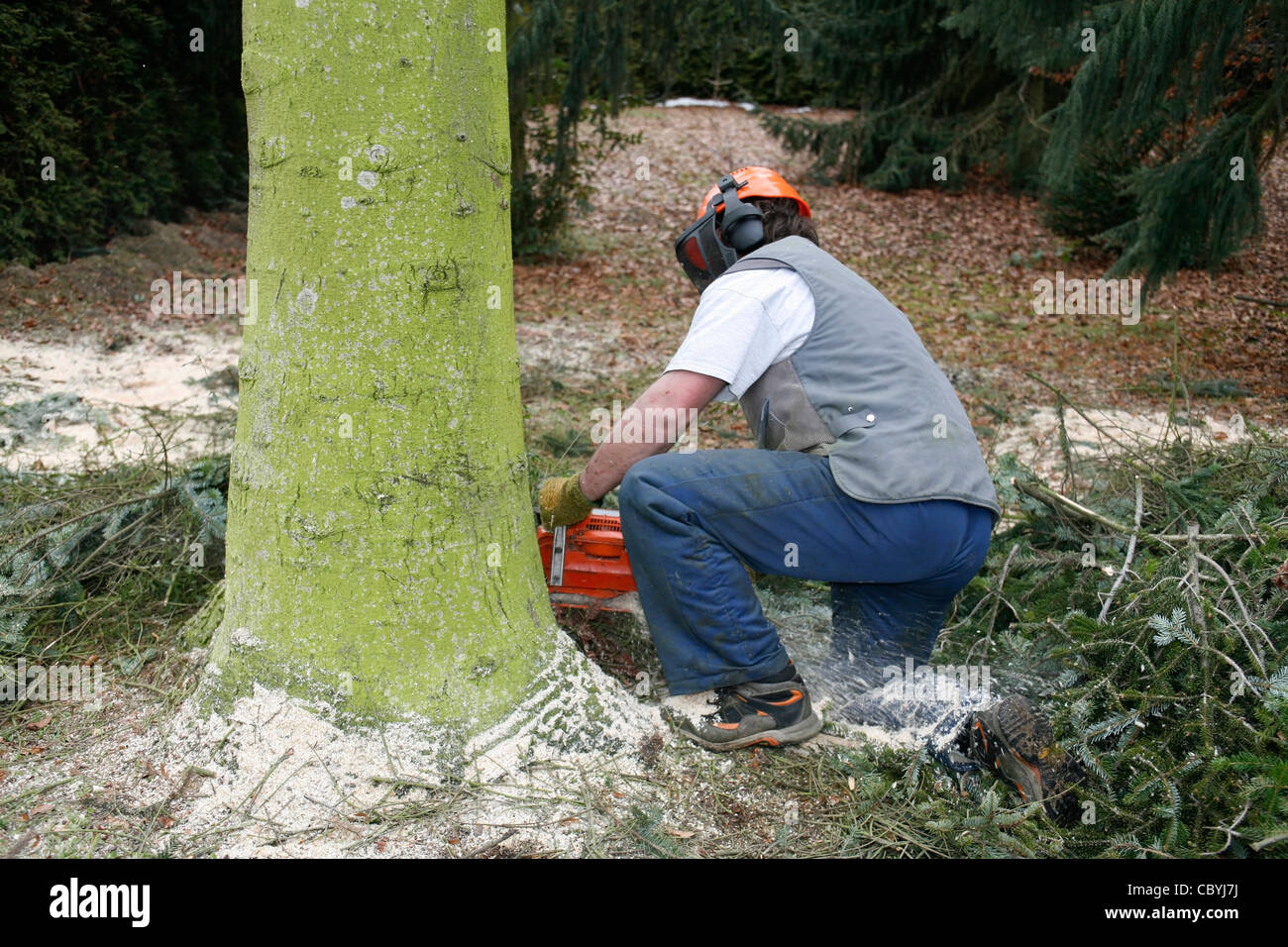 forest operation scenery with lumberman at work Stock Photo - Alamy