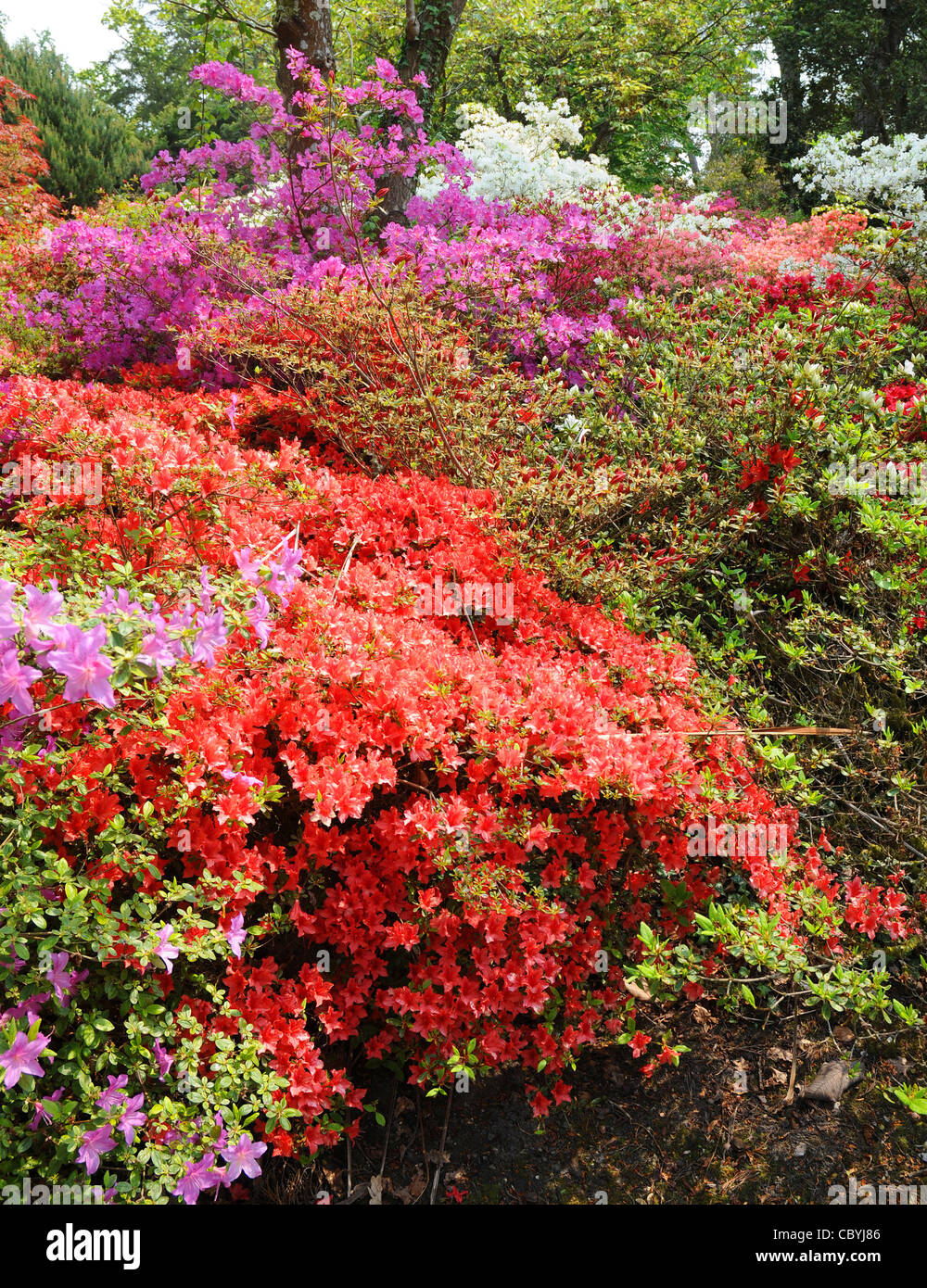 AZALEAS AT EXBURY GARDENS, NEW FOREST, HAMPSHIRE Stock Photo - Alamy