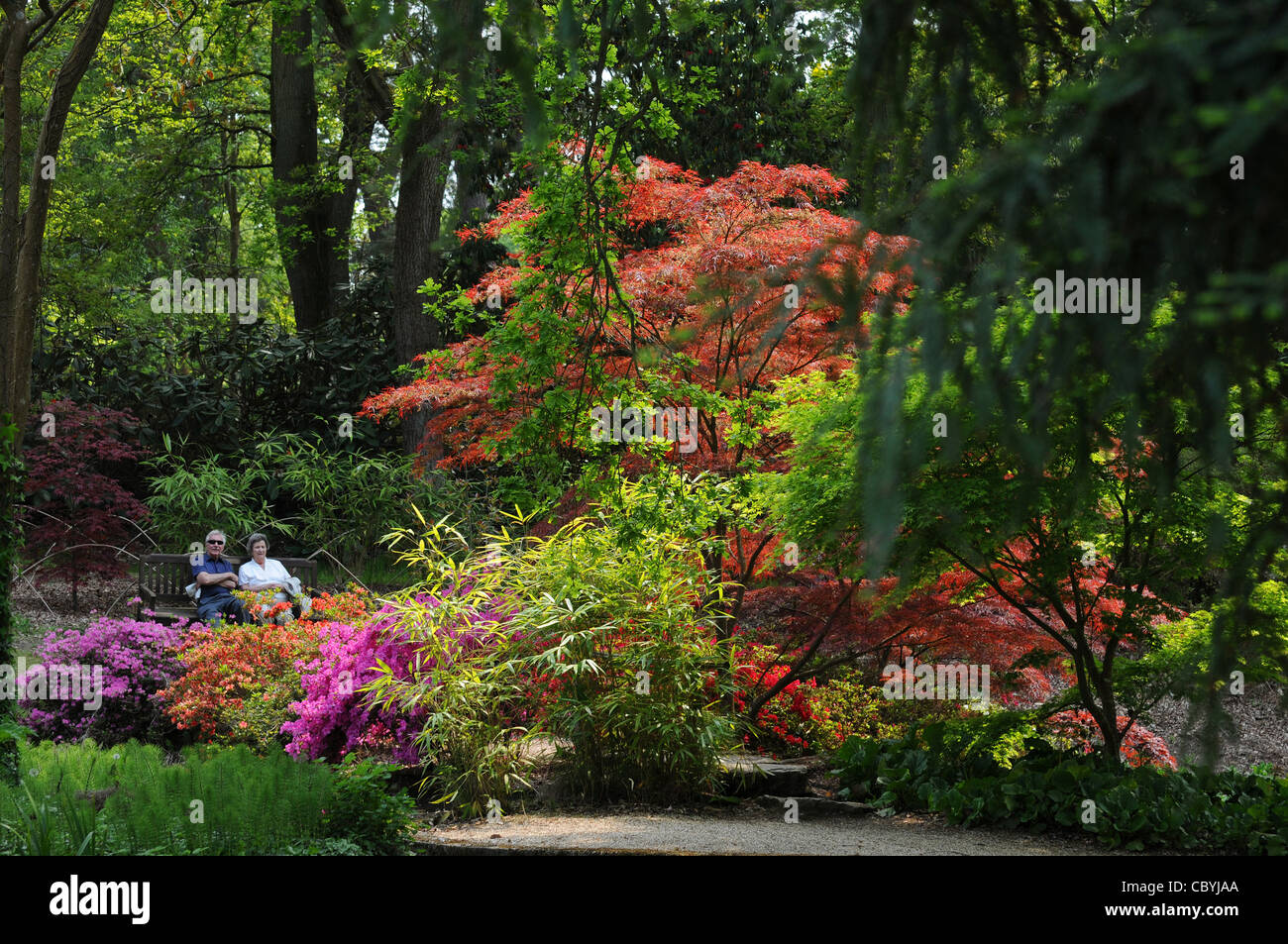 AZALEAS AT EXBURY GARDENS, NEW FOREST, HAMPSHIRE Stock Photo - Alamy