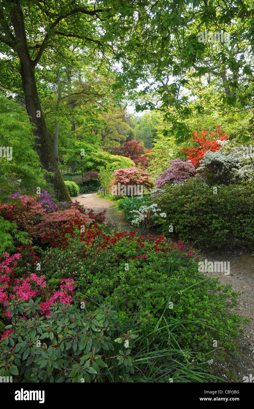 AZALEAS AT EXBURY GARDENS, NEW FOREST, HAMPSHIRE Stock Photo - Alamy