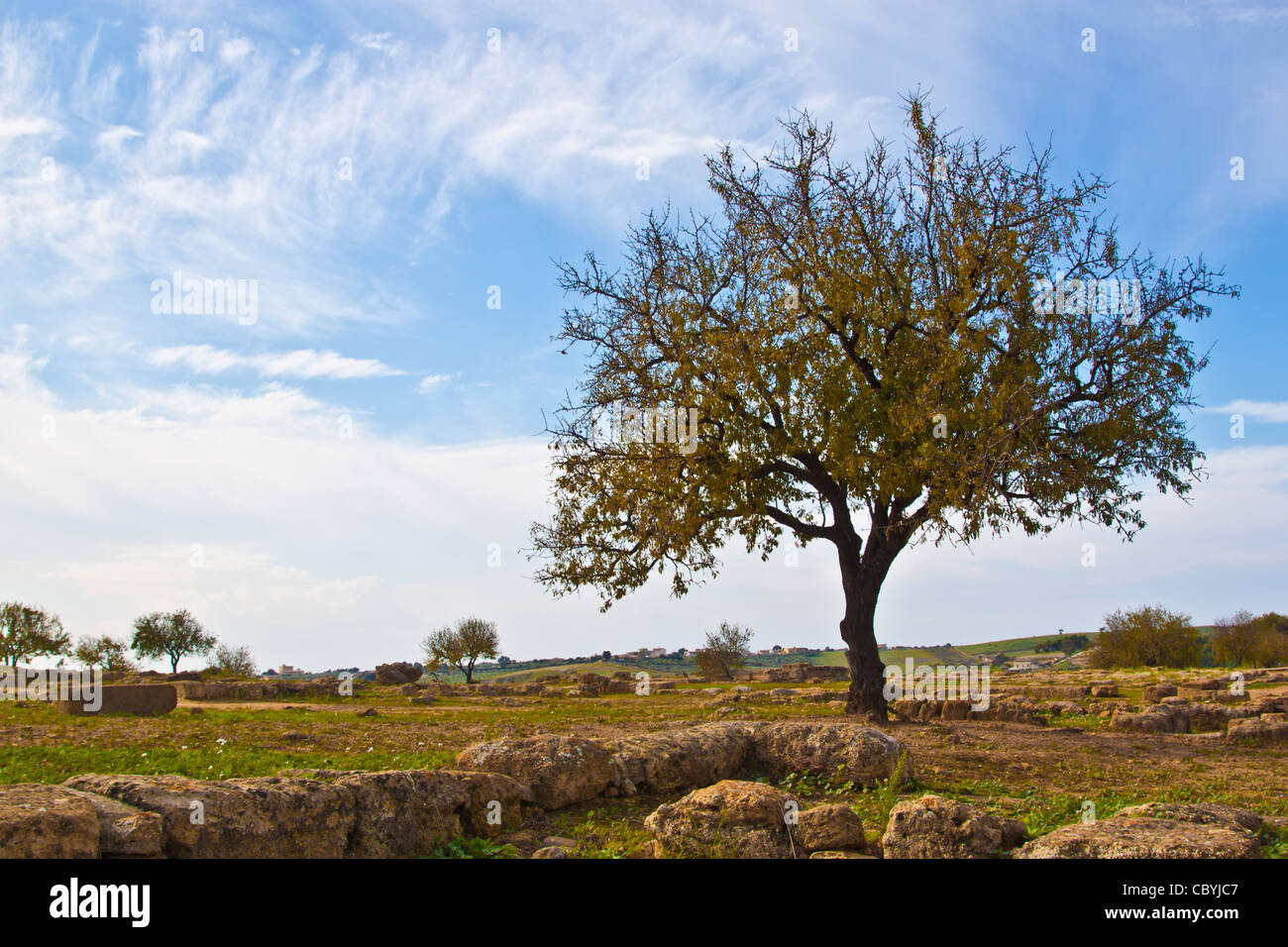 Single tree in full blue sky background Stock Photo - Alamy