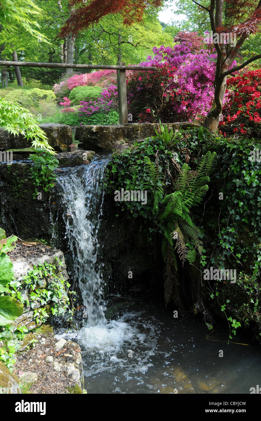 AZALEAS AT EXBURY GARDENS, NEW FOREST, HAMPSHIRE Stock Photo - Alamy