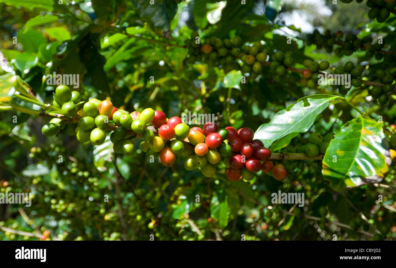 Coffea arabica hi-res stock photography and images - Alamy