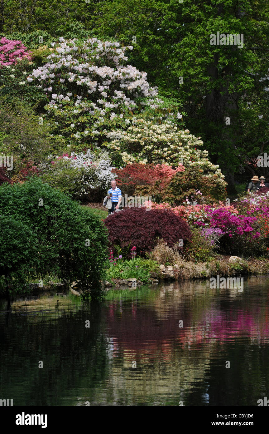AZALEAS AT EXBURY GARDENS, NEW FOREST, HAMPSHIRE Stock Photo - Alamy