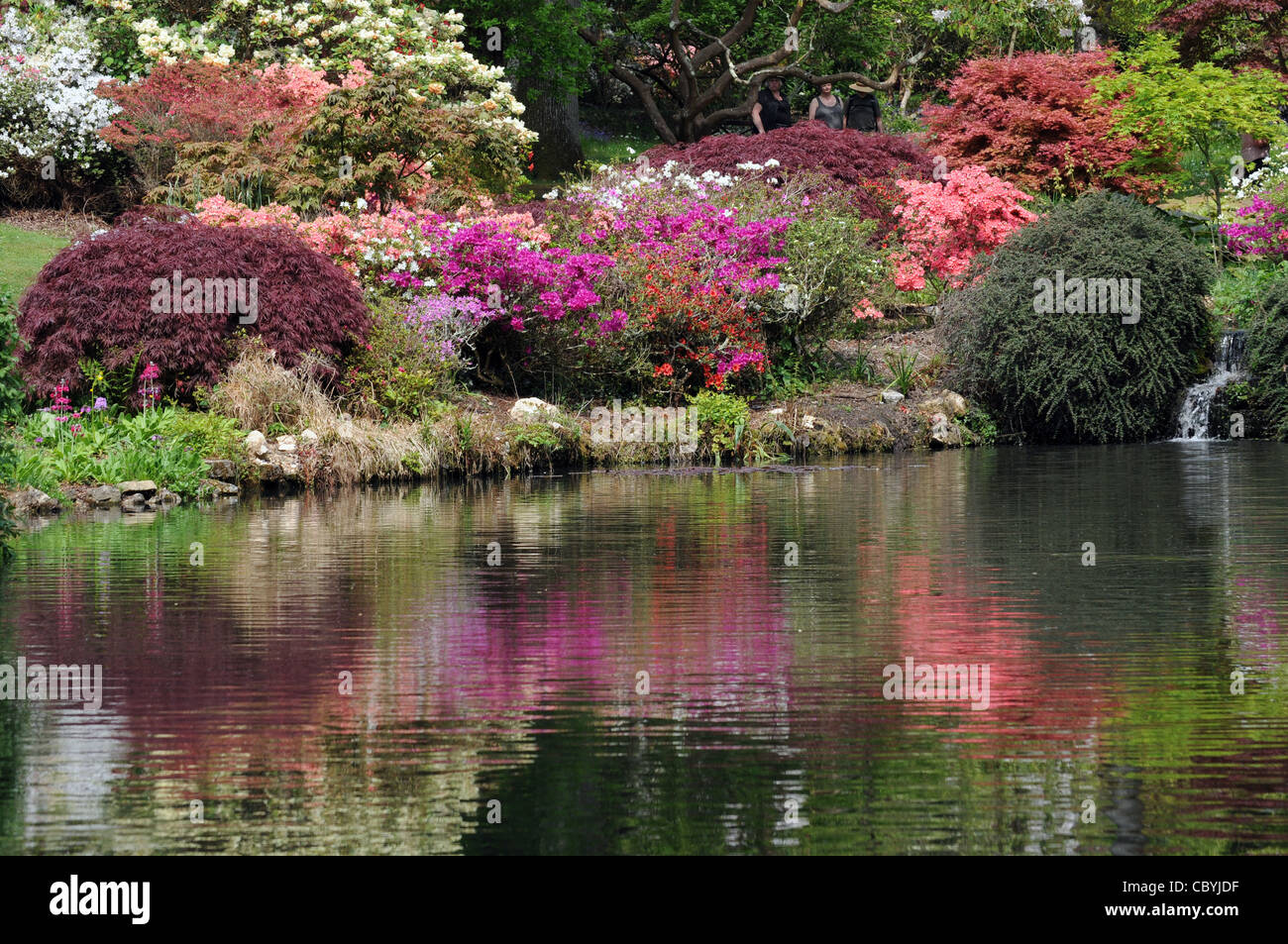 AZALEAS AT EXBURY GARDENS, NEW FOREST, HAMPSHIRE Stock Photo - Alamy