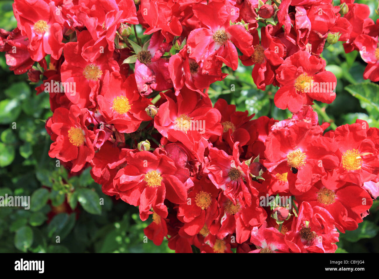 Climbing red rose hi-res stock photography and images - Alamy